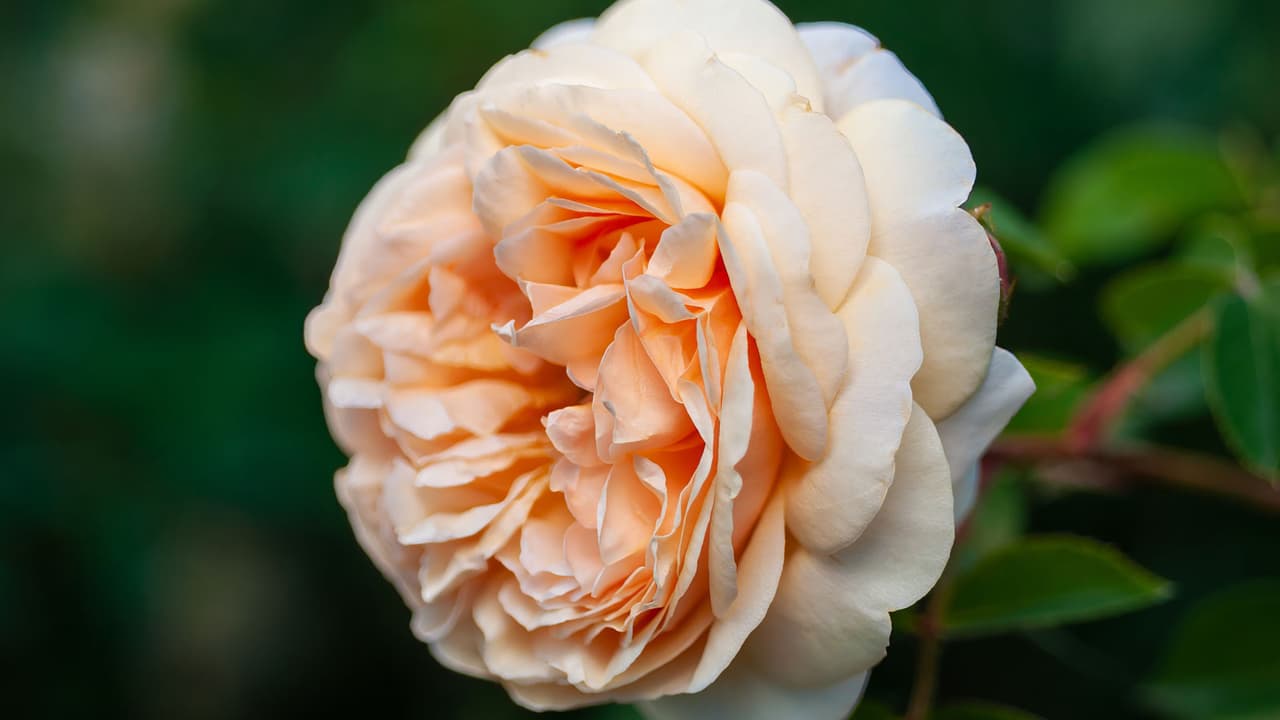 Rose Day 2026: Discover the World’s Most Expensive and Luxurious Roses ...