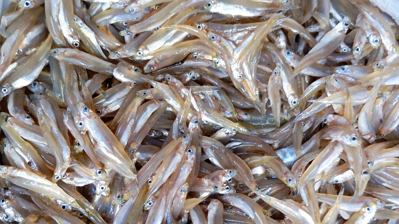 Kachki or Corica Fish: দামে কম-পুষ্টিগুণে বেশি, কাচকি মাছ না খেলেই ...