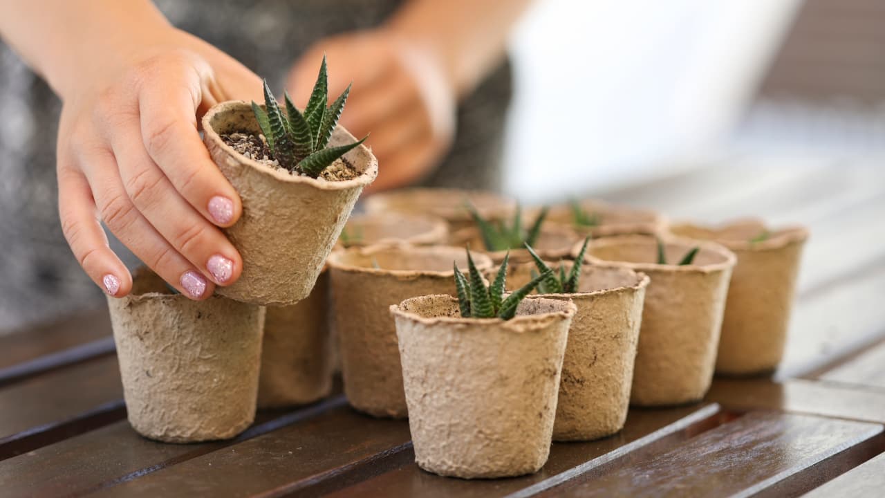 DIY Home Garden Hack: Make Eco-Friendly Pots From Waste Cardboard; Read ...