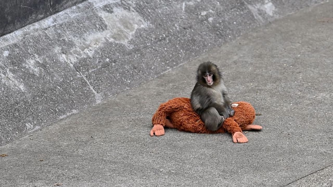 Is Punch the Monkey Going to Be Okay? Scientists Explain the Viral ...