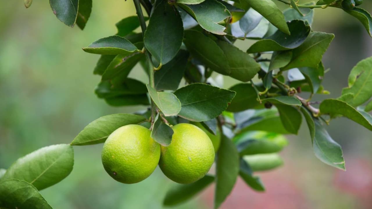 How to Store Lemon Juice and Avoid High Summer Prices; Learn Tips and ...