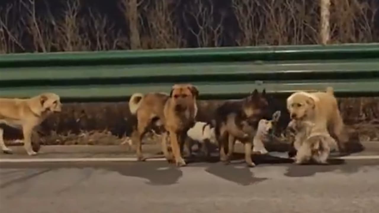 Viral Video: 7 dogs Escape Traders, Walk 17 Km Home in Heartwarming ...