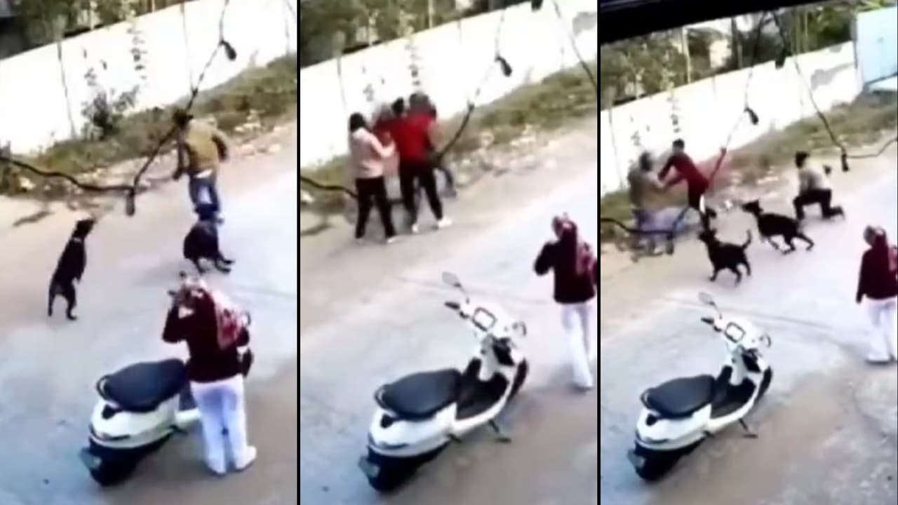 Chased By Dogs, Then Beaten: Viral Video Of Father And Daughter Sparks ...