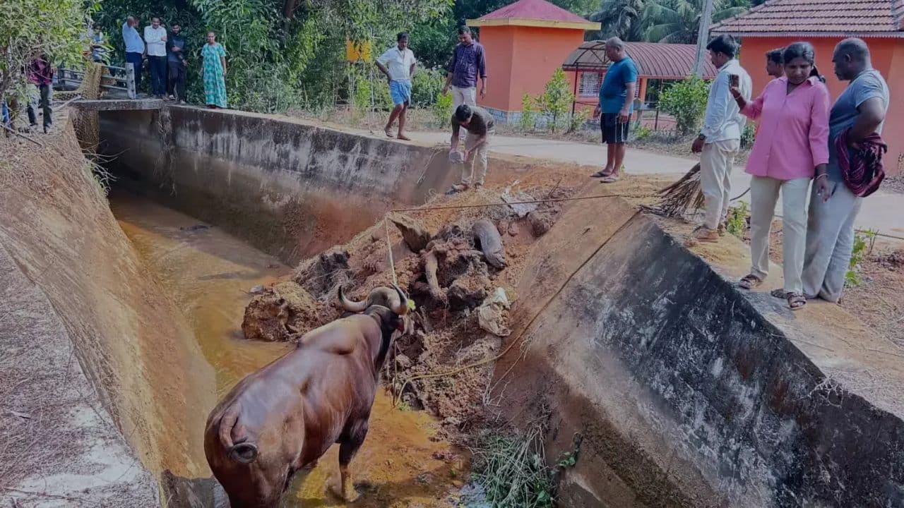 Udupi News: ವಾರಾಹಿ ಕಾಲುವೆಗೆ ಬಿದ್ದಿದ್ದ ಬೃಹತ್ ಕಾಡುಕೋಣ: 20 ಗಂಟೆಗಳ ಭೀಕರ ...