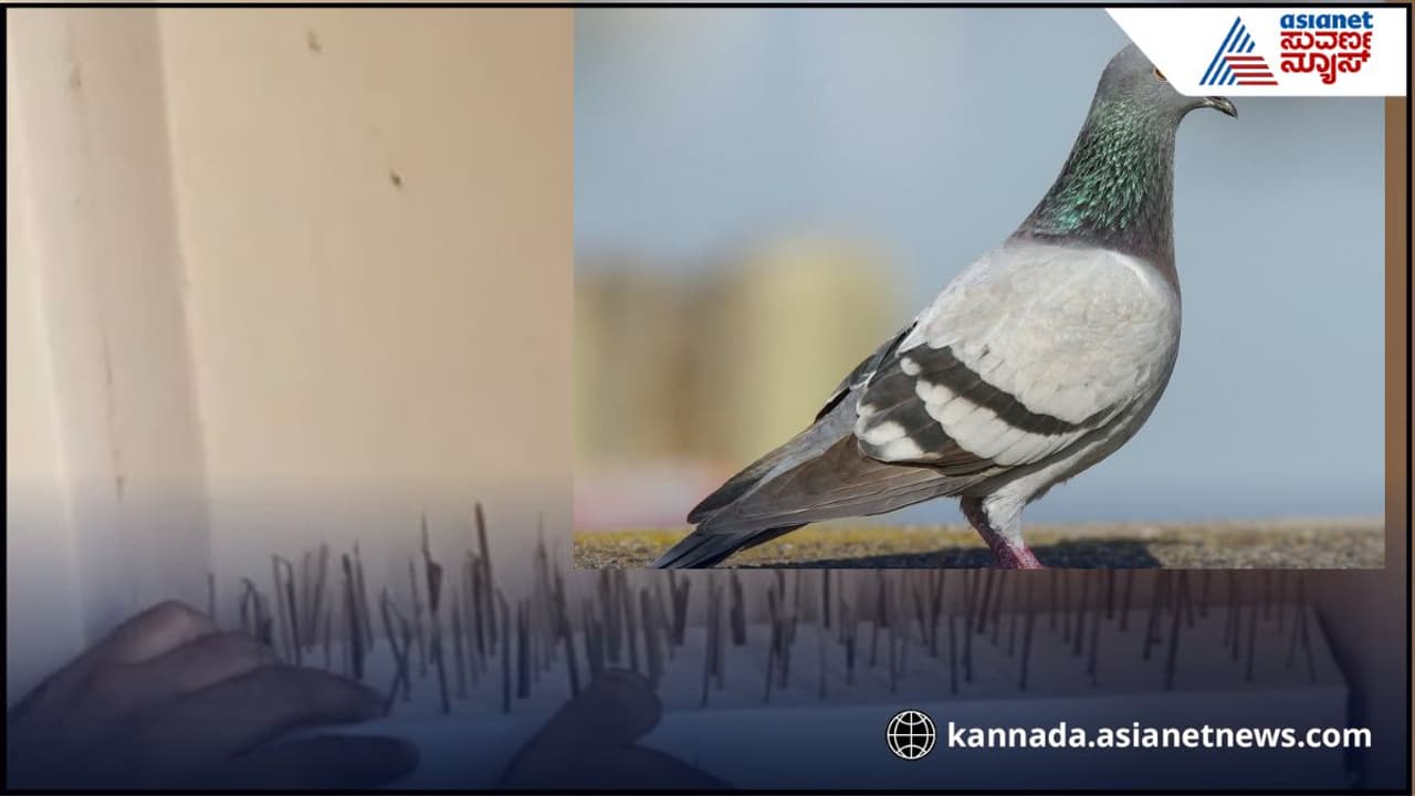 pigeon problem : ಥರ್ಮೋಕಾಲ್, ಪೊರಕೆ ಬಳಸಿ ಐದೇ ನಿಮಿಷದಲ್ಲಿ ಬಾಲ್ಕನಿಗೆ ಬರೋ ...