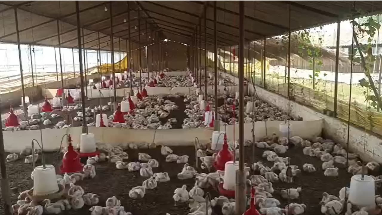 Uttar Pradesh SHOCKER: 140 chickens died of heart attack after DJ party ...