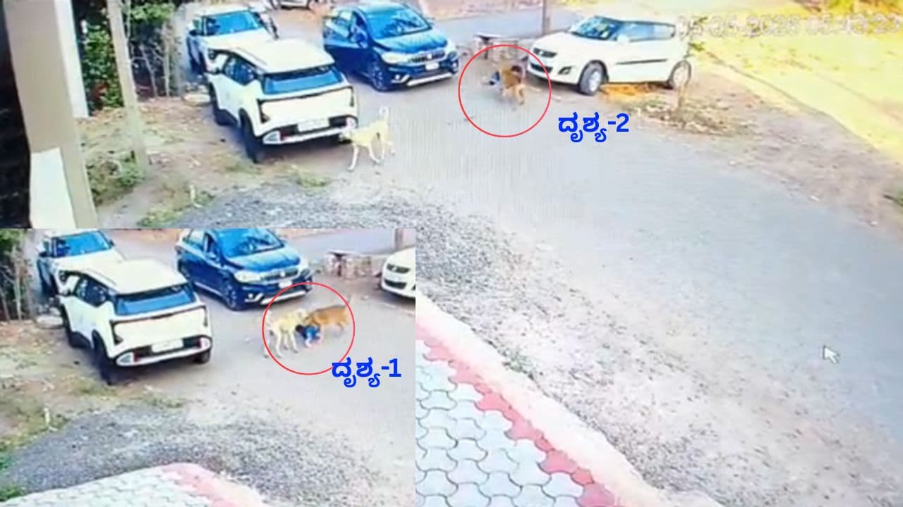 Karnataka: Stray Dog Attacks 3-Year-Old, Drags Him in Vijayapura; CCTV ...