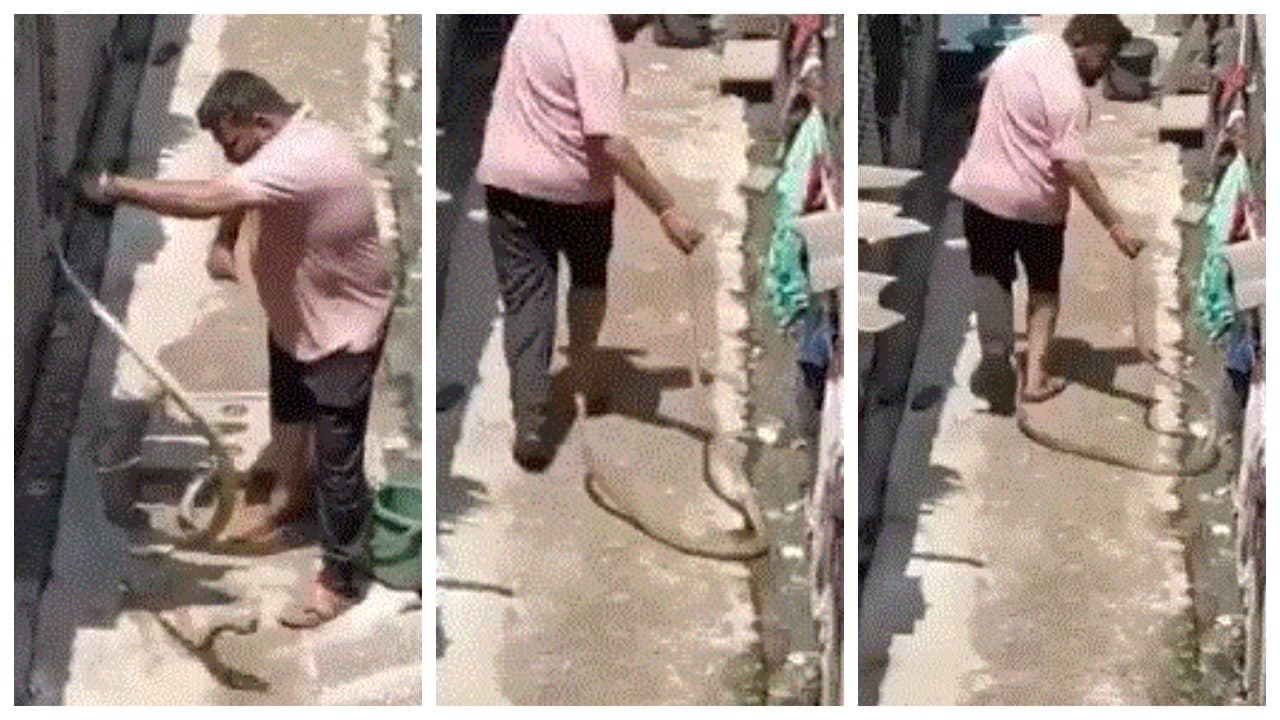 Viral Video: Man Tries to Catch Snake, Gets Bitten and Runs for His ...
