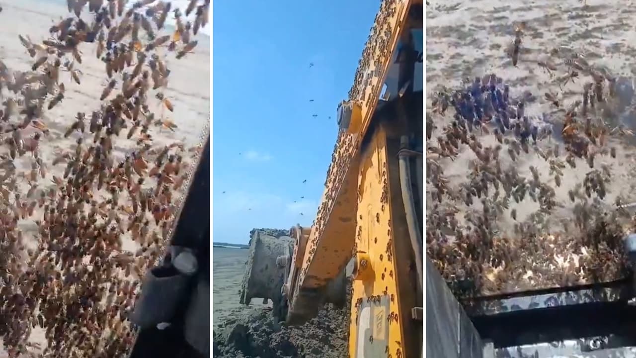 Viral Video Shows JCB Covered By Swarm Of Honey Bees, Driver Trapped ...