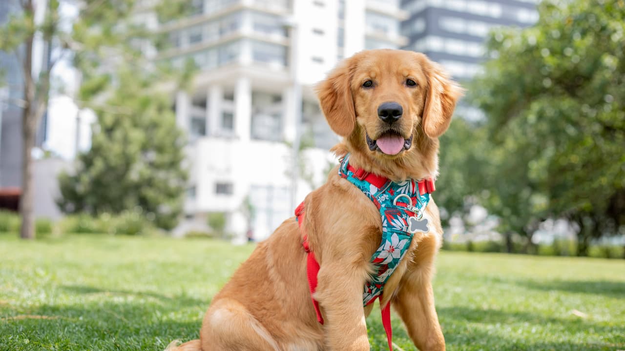 Golden Retriever Melts Hearts Consoling Crying Child After Mother’s ...