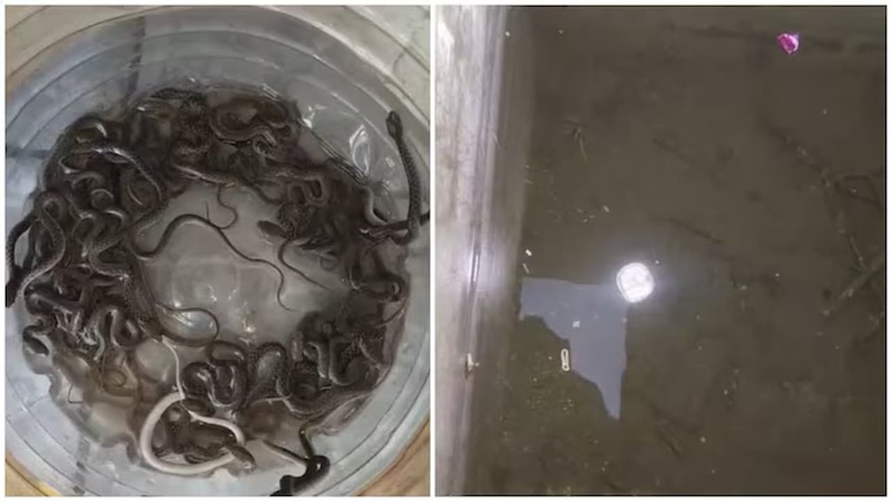Haridwar Shocker: 27 Baby Snakes Found Crawling Inside Household Water ...