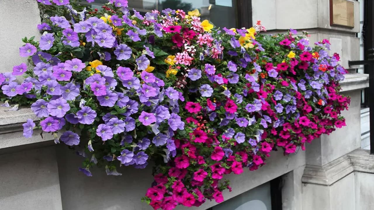 Window Gardening: 5 Best Flowers To Make Your Home Look Stunning ...