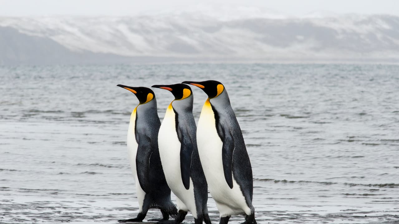 Penguins Approach Woman For Rescue Near Tent Later Show Gratitude With ...