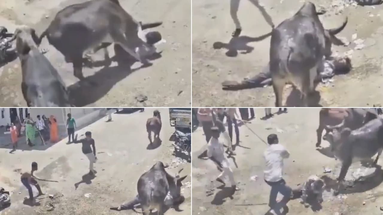 Viral CCTV Shows Stray Bull Charging at Scooter Rider, Locals Rush to ...