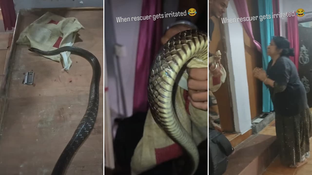 सांप से ज़्यादा महिला की चीख से परेशान हुआ रेस्क्यू करने वाला, वीडियो ...