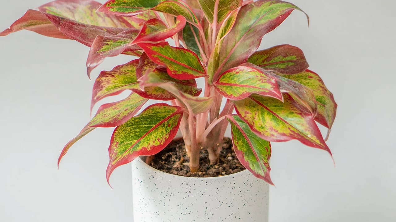 Bathroom Plants: 5 Low-Maintenance Picks For A Fresh Loo Makeover ...