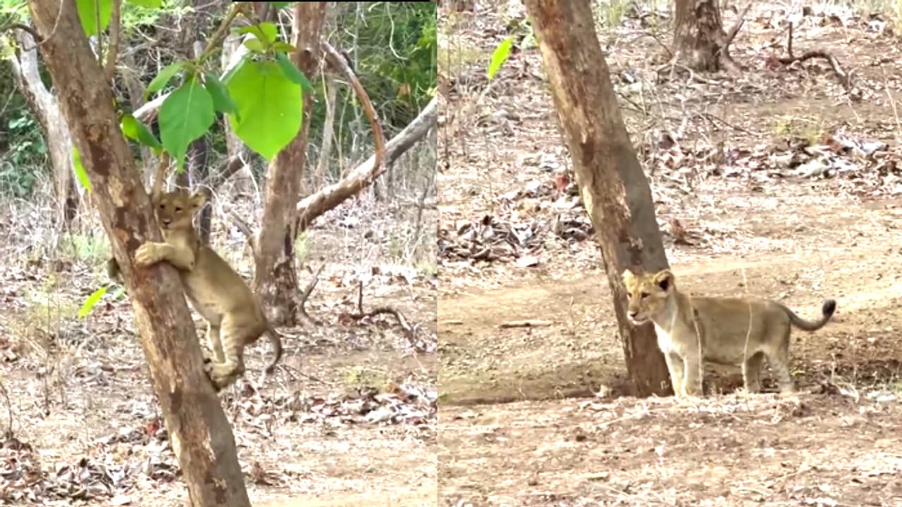 Watch: Lion Cub's Tree-Climbing Adventure In Gir Goes Viral Online ...