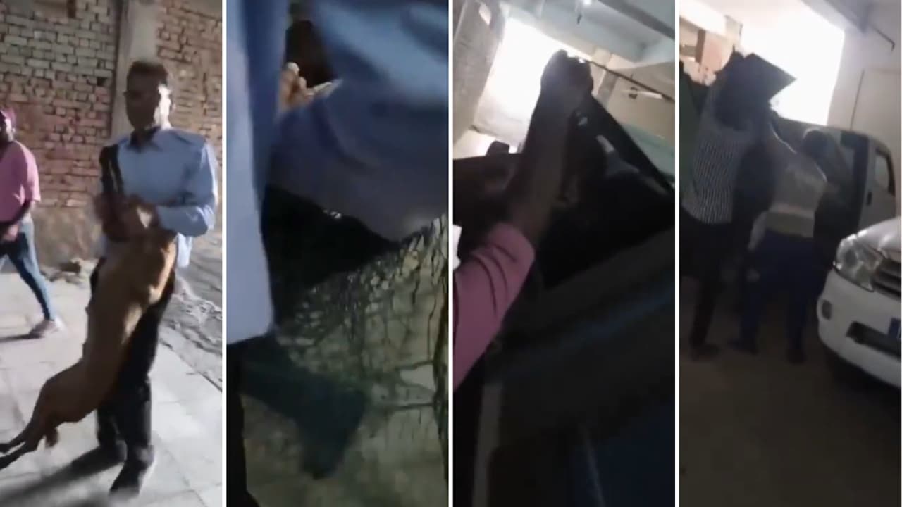 Aligarh Dog Relocation Video Sparks Outrage After Community Dogs Seen ...