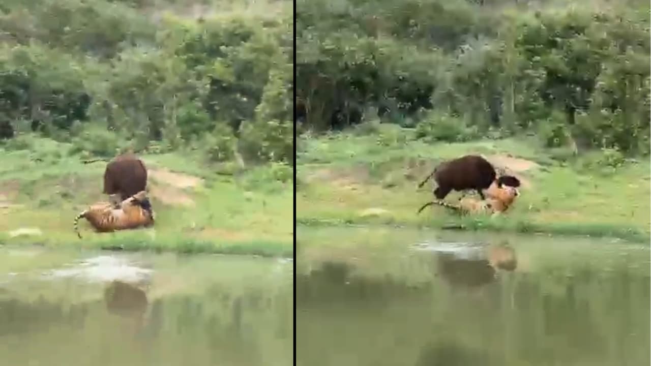 Bandipur Safari: Tiger Attacks Gaur Near Lake, Tourists Capture Rare ...