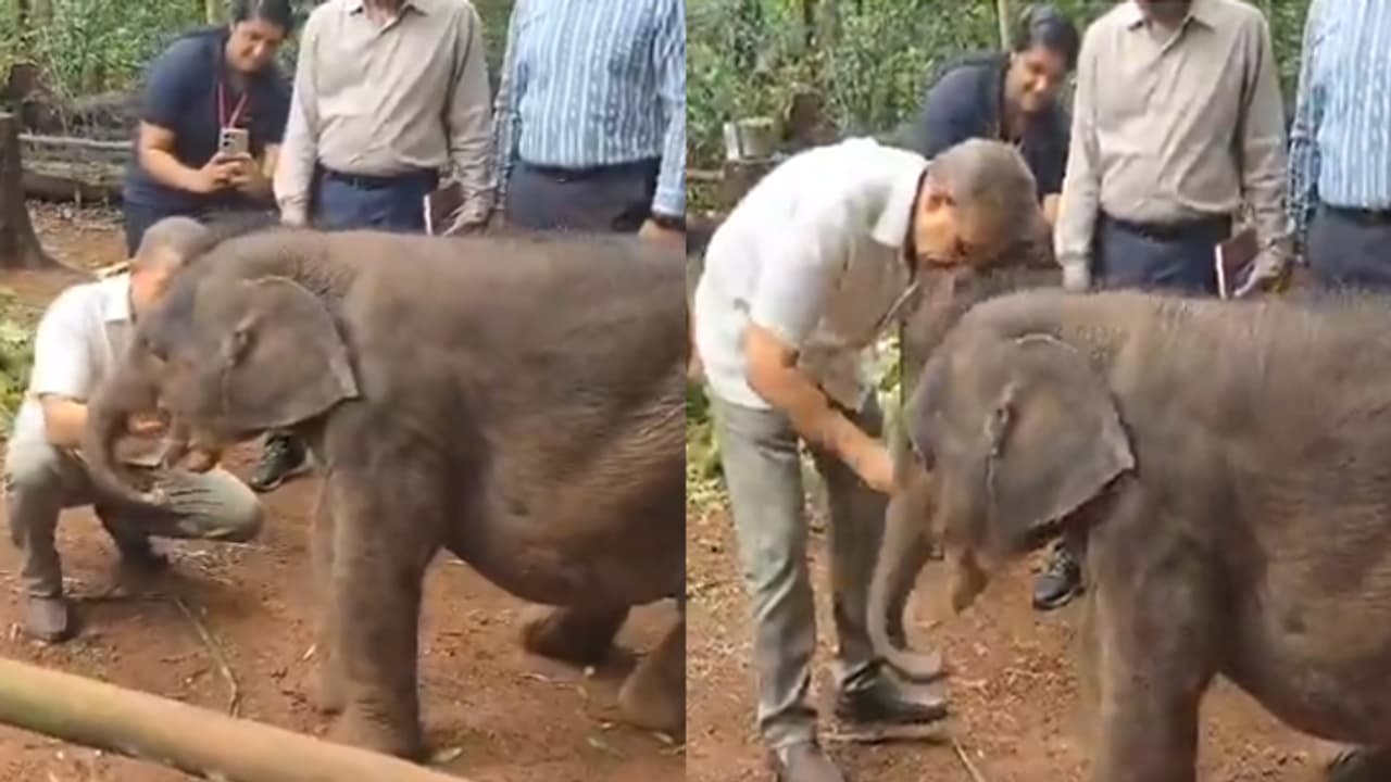 Heartwarming Viral Video: Once-Abandoned Elephant Calf Now Flourishes ...