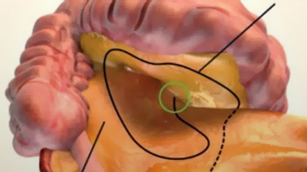 New human organ has been discovered by scientists | Asianet Newsable