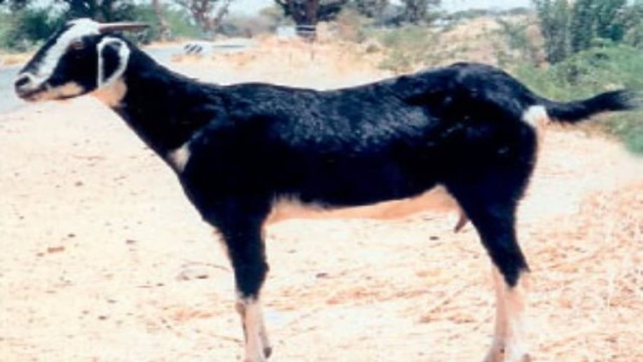 தமிழ்நாட்டில் இருக்கும் சிறப்பு பெற்ற வெள்ளாட்டு இனங்கள் இவைதான் ...