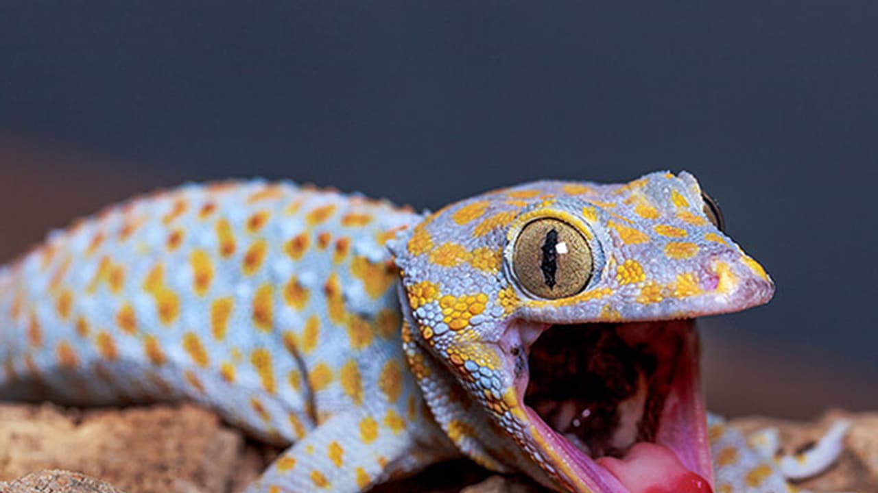 Video: Doctors remove lizard from man's ear, could not find its tail ...