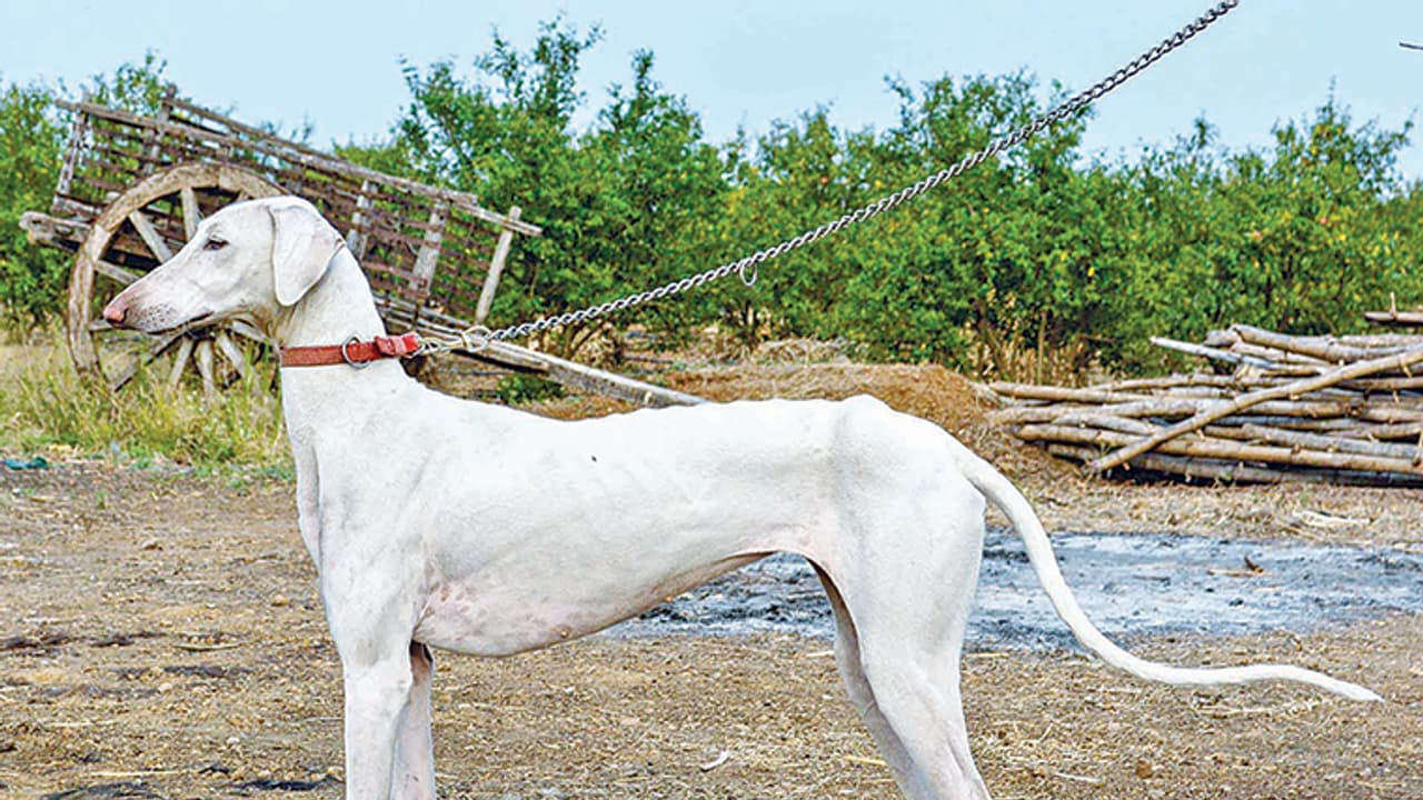ಕಾಶ್ಮೀರ ಗಡಿ ಕಾಯಲಿದೆ ನಮ್ಮ ಮುಧೋಳ ನಾಯಿ! | Karnataka Indigenous Breed ...