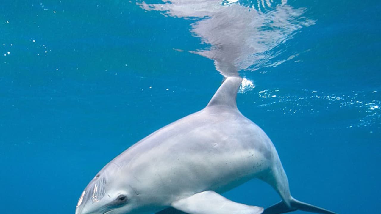 Kudos to locals in Kochi who rescued a dolphin that strayed into canal ...