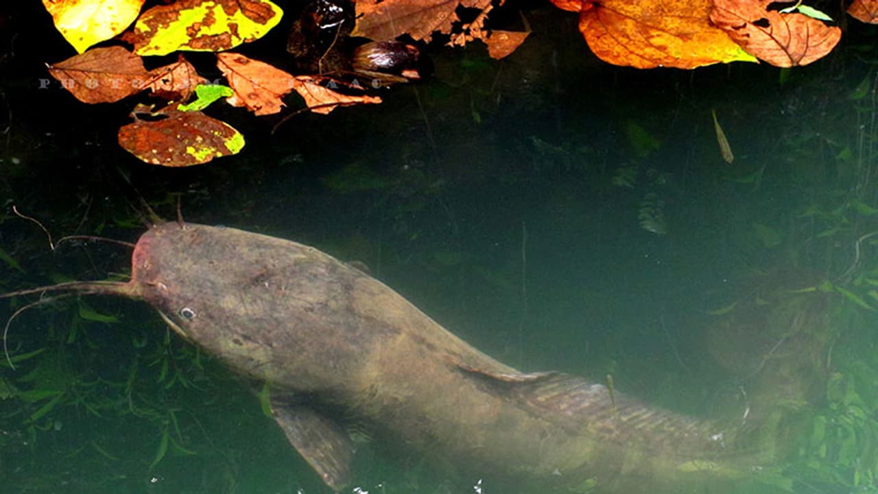 ആഫ്രിക്കന്‍ മുഷിയെ വളര്‍ത്തുന്നുണ്ടോ... എങ്കില്‍ പണി കിട്ടും | African ...
