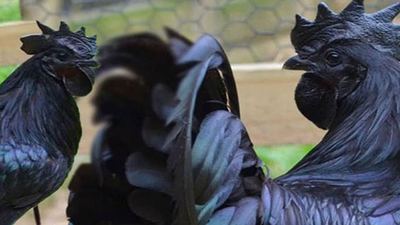 Krishi Mela: Black blooded hen is the specialty this time | Asianet ...