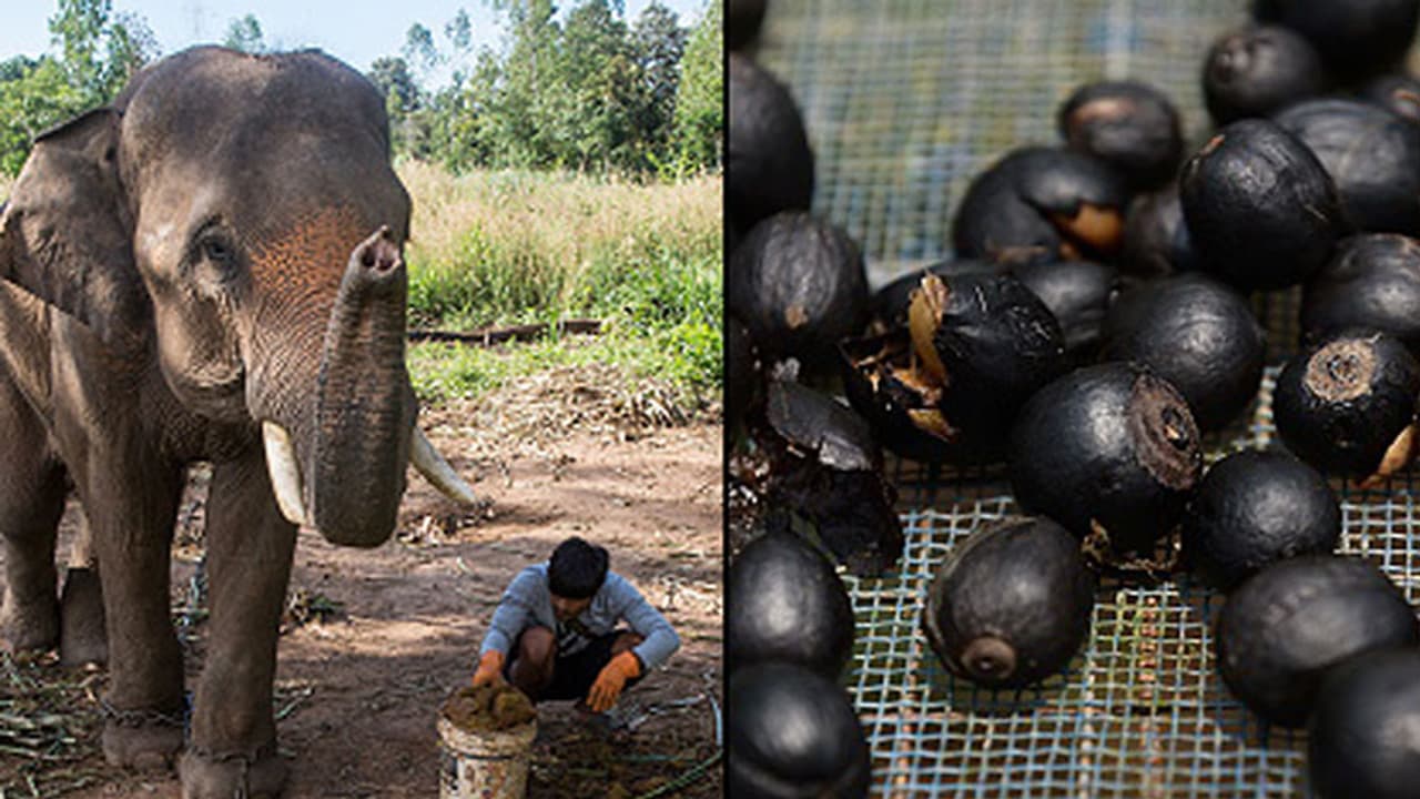 elephant poop coffee? | Asianet Newsable