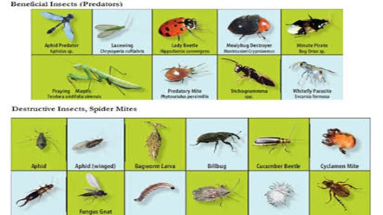 இயற்கையாகவே ஒவ்வொரு வயலிலும் இருக்கும் நல்லது செய்யும் பூச்ச்சிகள் ...