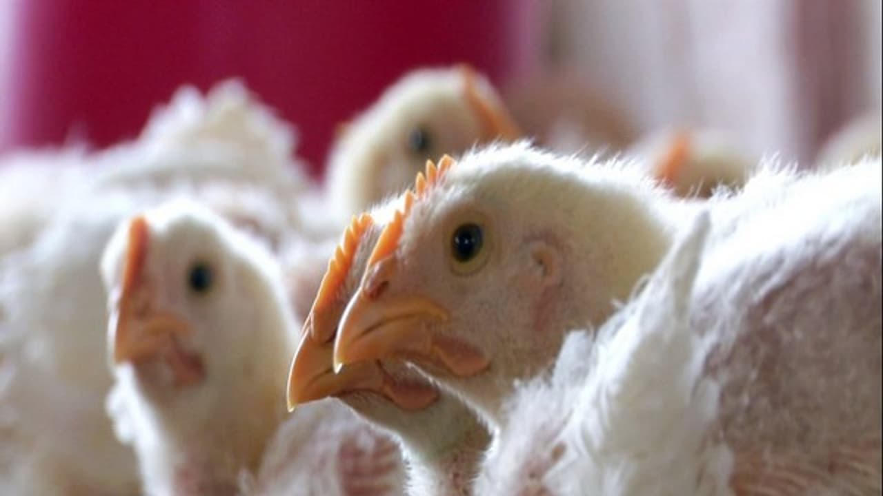 Higher feed costs to hit Indian poultry industry profits in 2025-26 ...