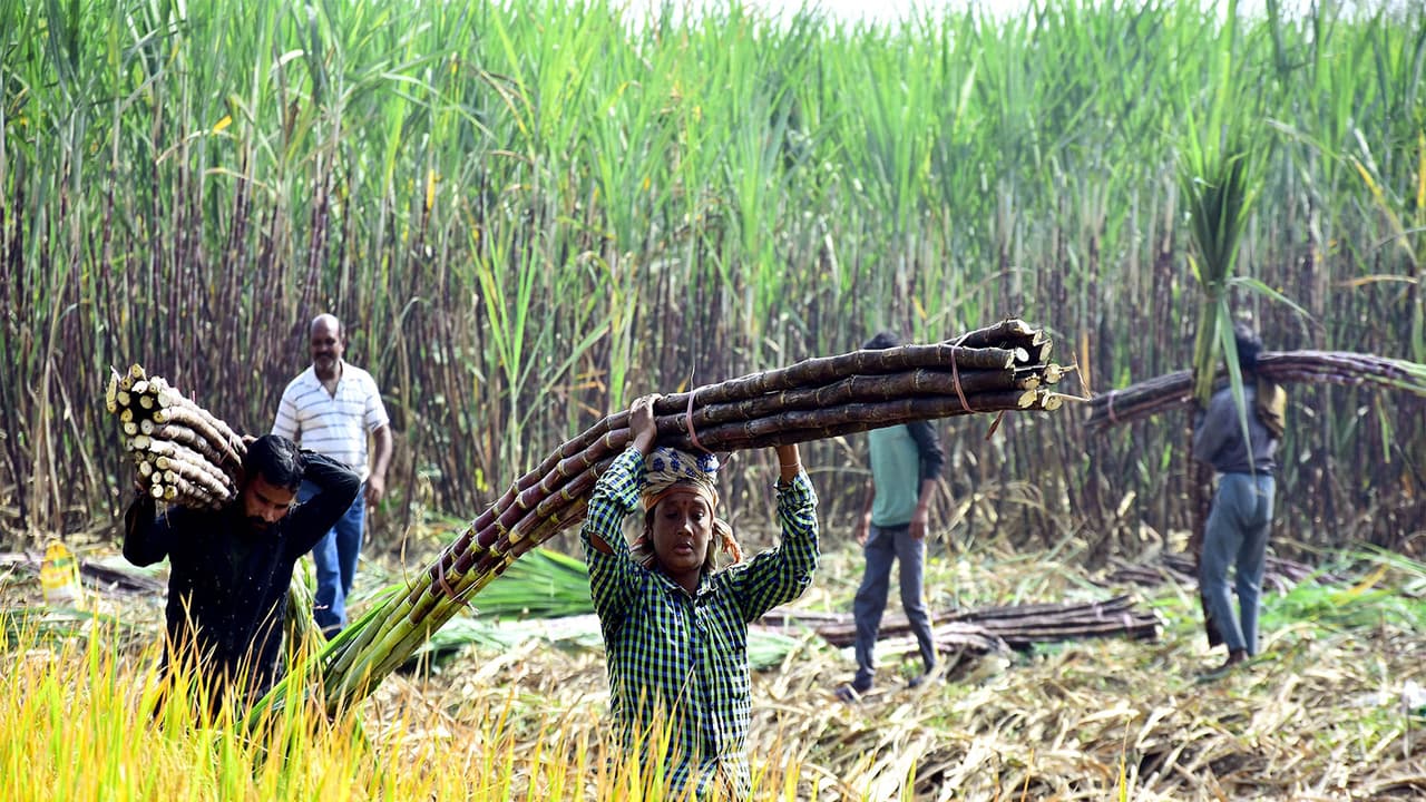 ISMA Urges Centre For Revision of Sugar MSP To Rs 40.2/kg To Support ...