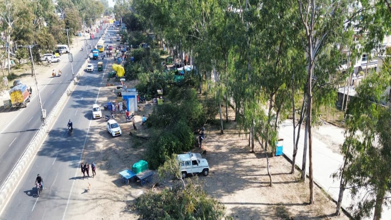 Bhopal: NGT halts tree felling for 10-lane Ayodhya Bypass project ...