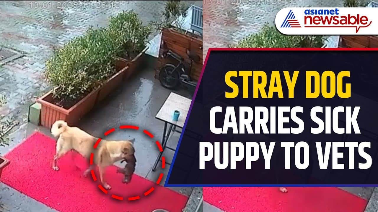 WATCH: Stray Dog Brings Sick Puppy to Vets, What Happens Next Will ...