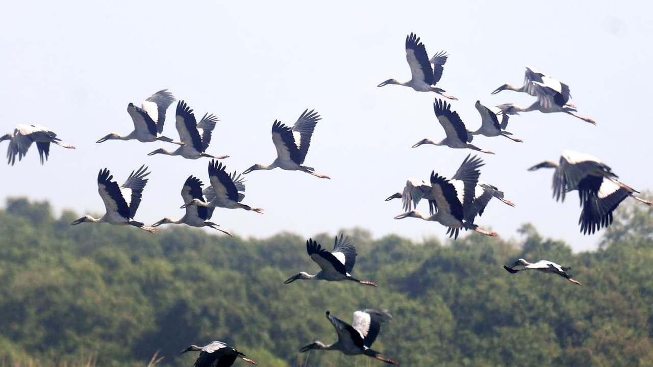 Assam's Pobitora Wildlife Sanctuary, home to the densest rhino ...