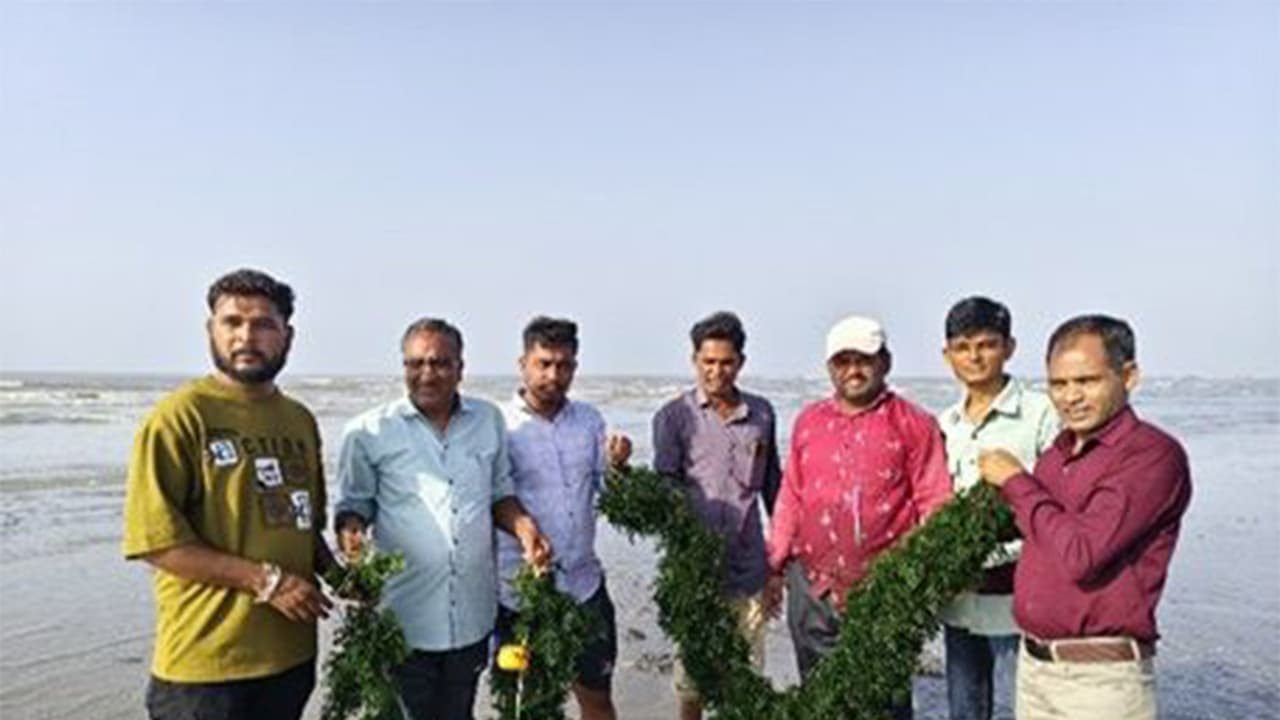 Vibrant Gujarat Conference in Rajkot to spotlight Kutch's seaweed boom ...