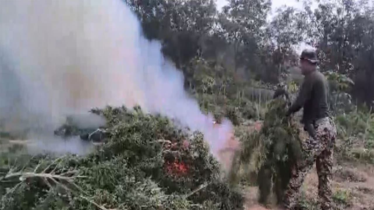 Tripura: Ganja worth ₹27 crore destroyed in Sonamura anti-drug raid ...