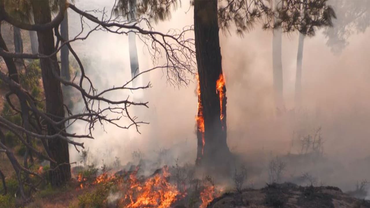 J&K: Forest fire breaks out in Udhampur; heatwave warning issued ...