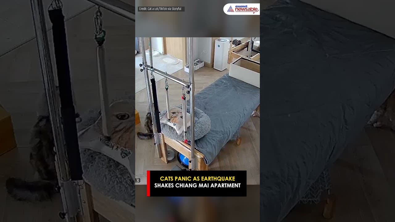 Cats Panic as Earthquake Shakes Chiang Mai Apartment | Asianet Newsable ...