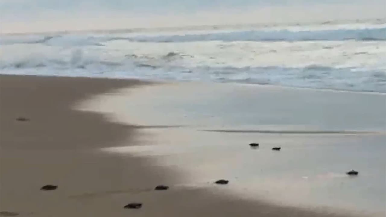 Rare Sight: Baby Olive Ridley Turtles March to Sea at Puri's Beach ...