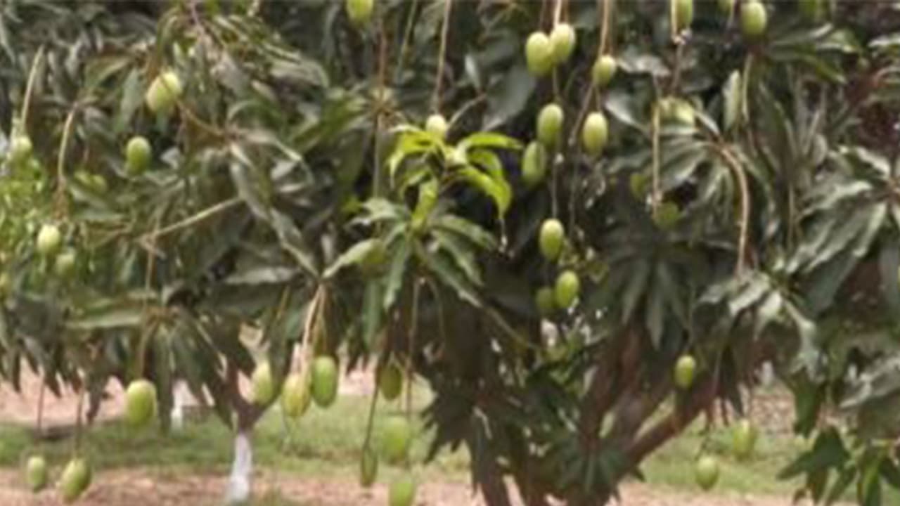 PM Modi's 'Mann Ki Baat' praise boosts Udhampur mango farmers' morale ...