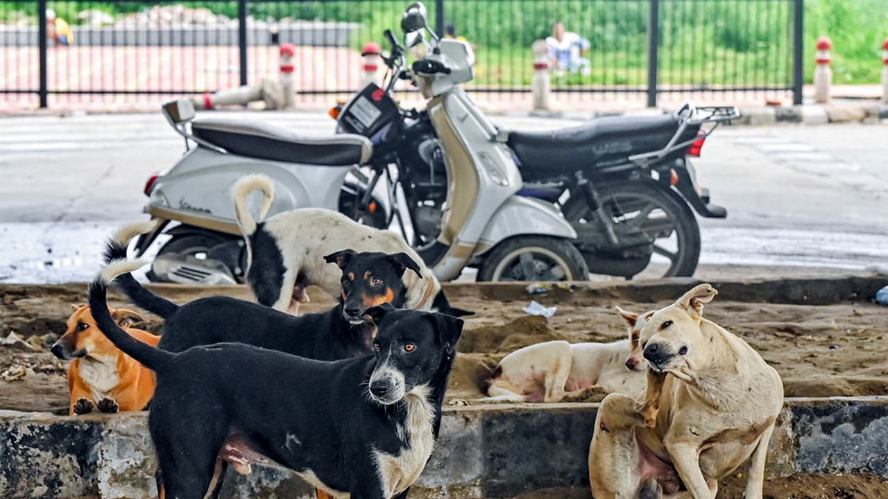 FIR lodged over false claims of Delhi teachers counting stray dogs ...