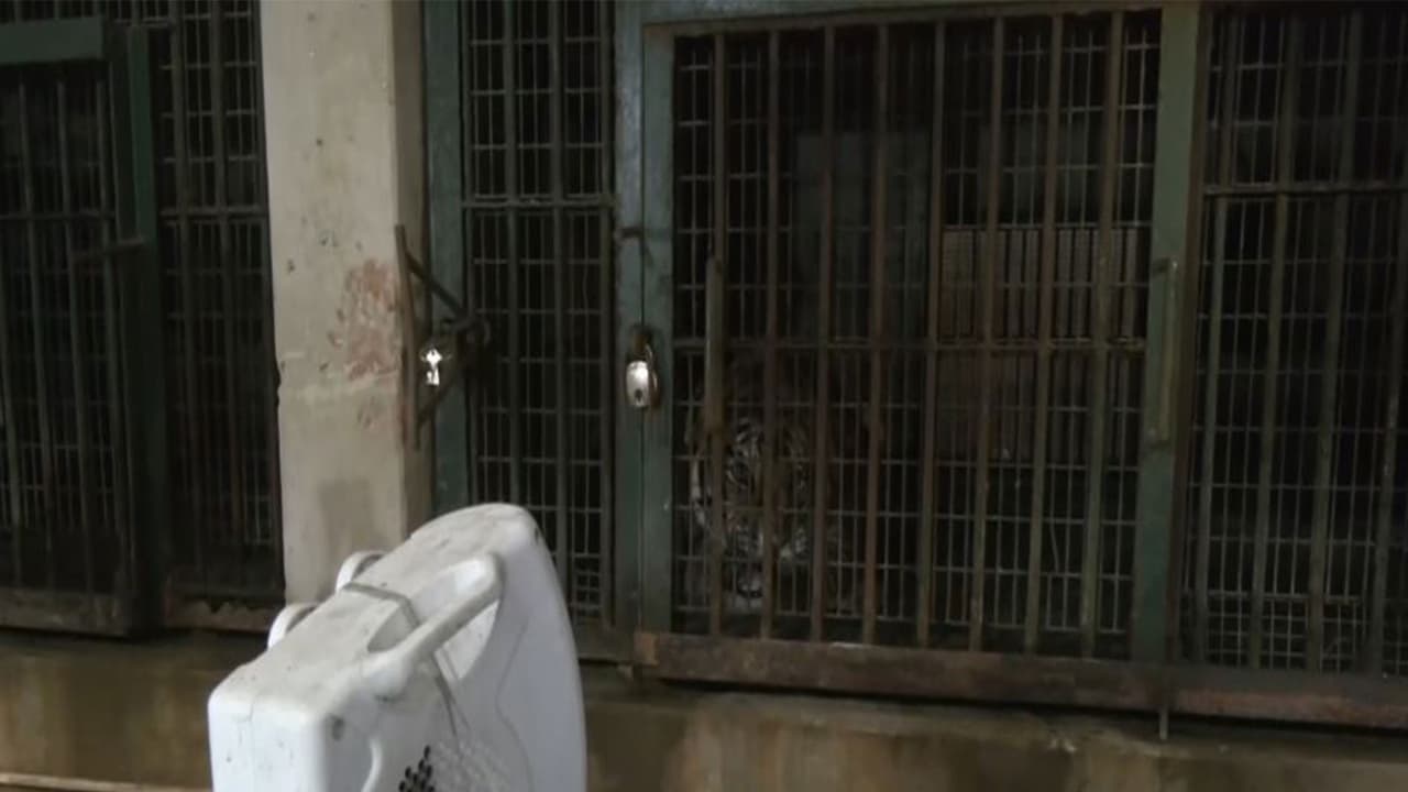 Assam State Zoo keeps animals warm with heaters, stubble this winter ...