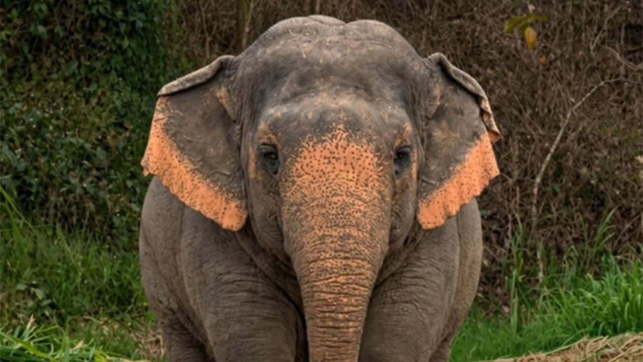 Delhi Police uses viral 'Borneo Pygmy elephant' meme for road safety ...