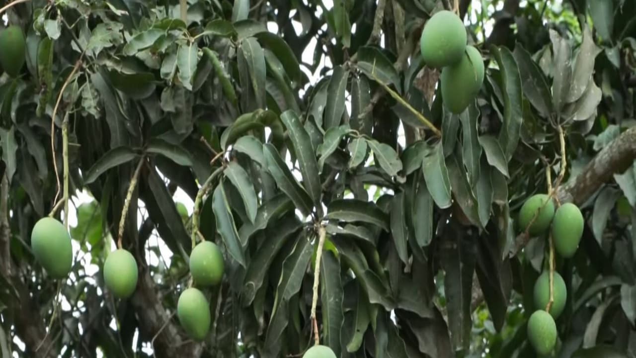 Malda Mango Association urges reopening airport for direct exports ...