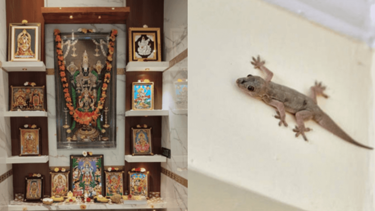 Lizard Vastu : கடவுள் புகைப்படங்களுக்கு பின்னால் பல்லிகள் இருக்கா? நல்ல ...