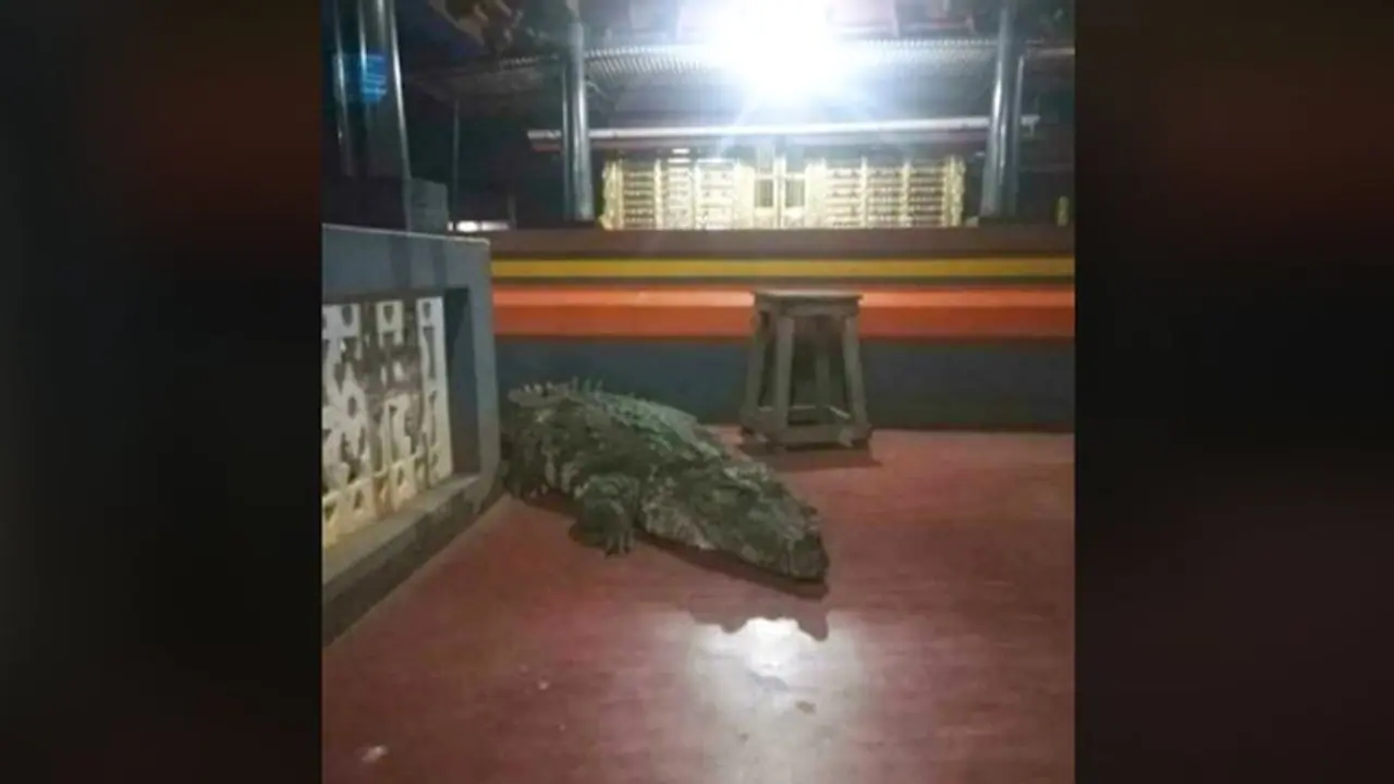 Giant crocodile enters Kerala temple, photos go viral | Asianet Newsable